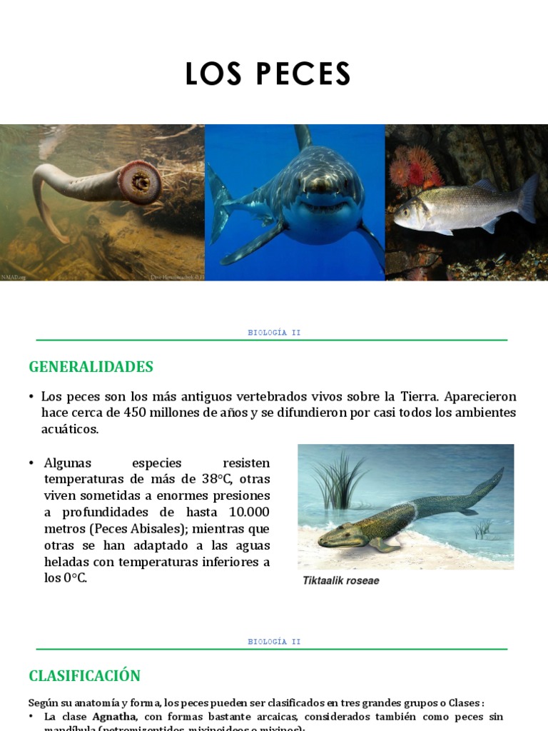 Los Peces 2 | PDF | Vertebrados Acuáticos | Pescado