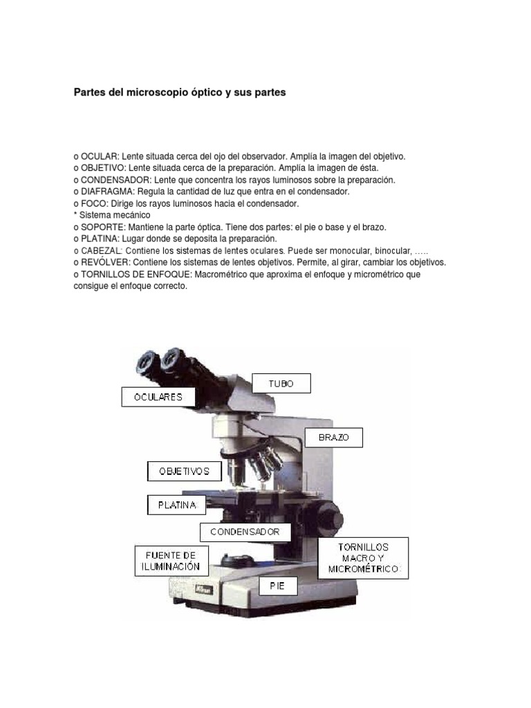Partes Del Microscopio Óptico y Sus Partes | PDF