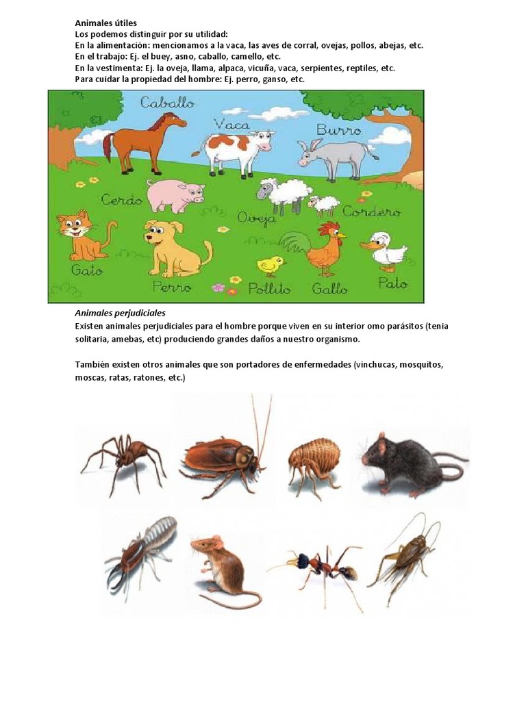 Animales Útiles | PDF | Entretenimiento (general) | Naturaleza
