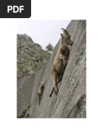 Chander Pahar | PDF | Leisure