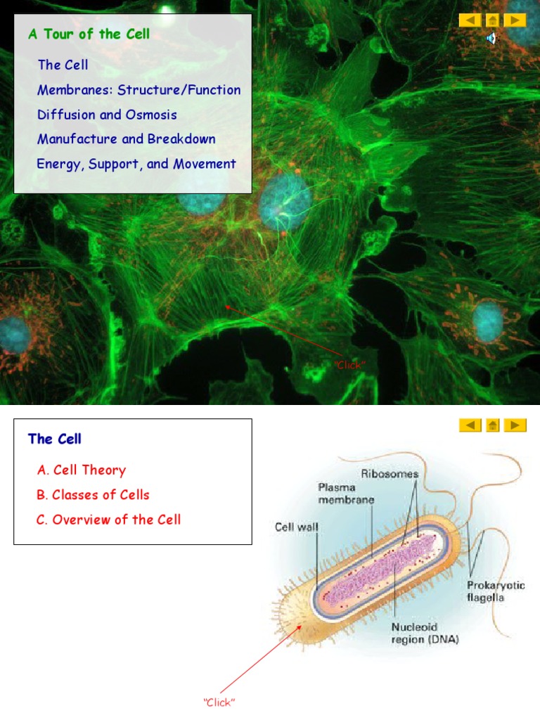 The Cell Membranes: Structure/Function Diffusion and Osmosis ...