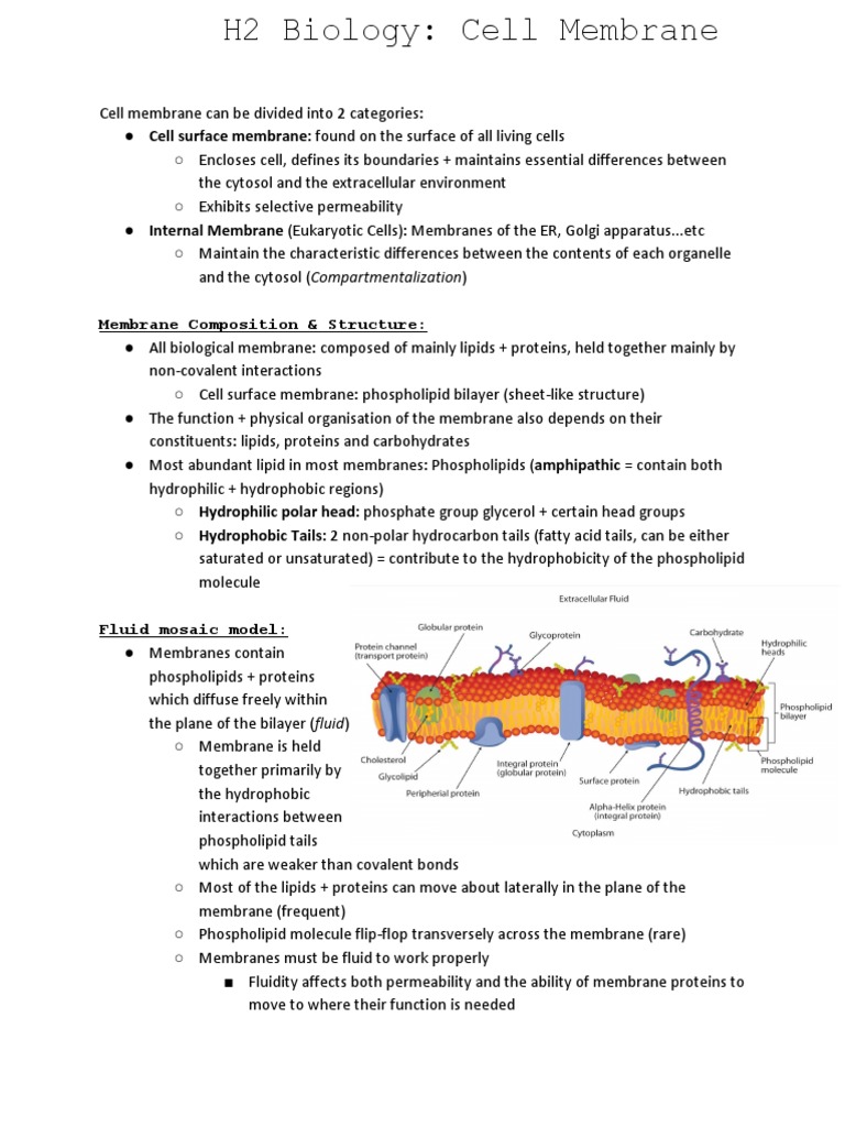 H2 Biology: Cell Membrane Notes | PDF | Cell Membrane | Vesicle ...