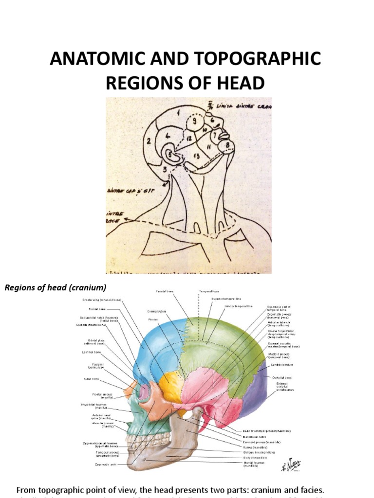 Anatomy Lecture 02 - Anatomic Topograhic Regions - Head | PDF | Skull | Lip