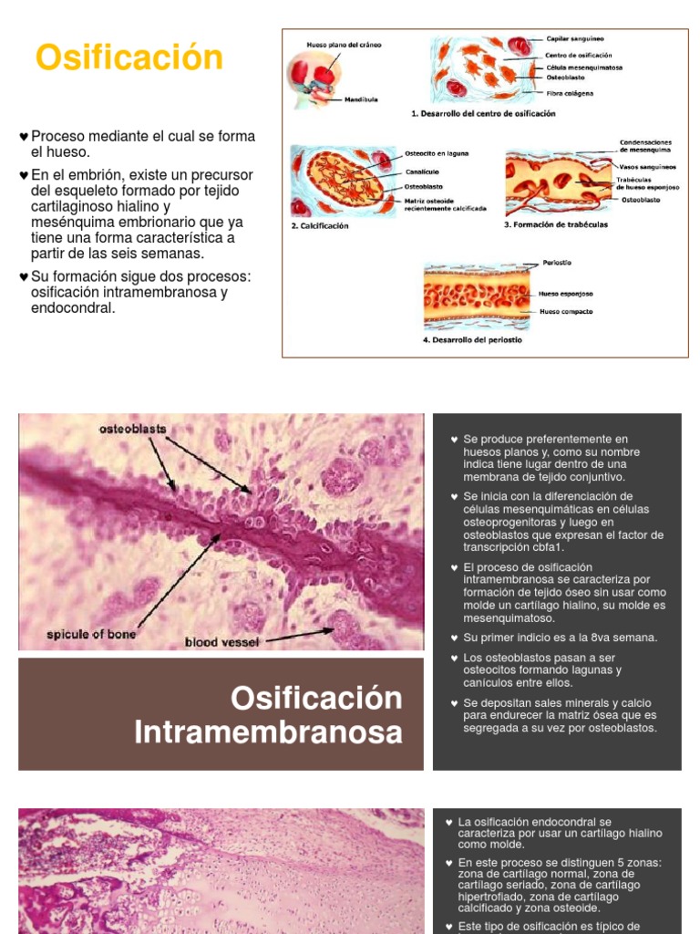 Osificación | PDF | Cartílago | Hueso
