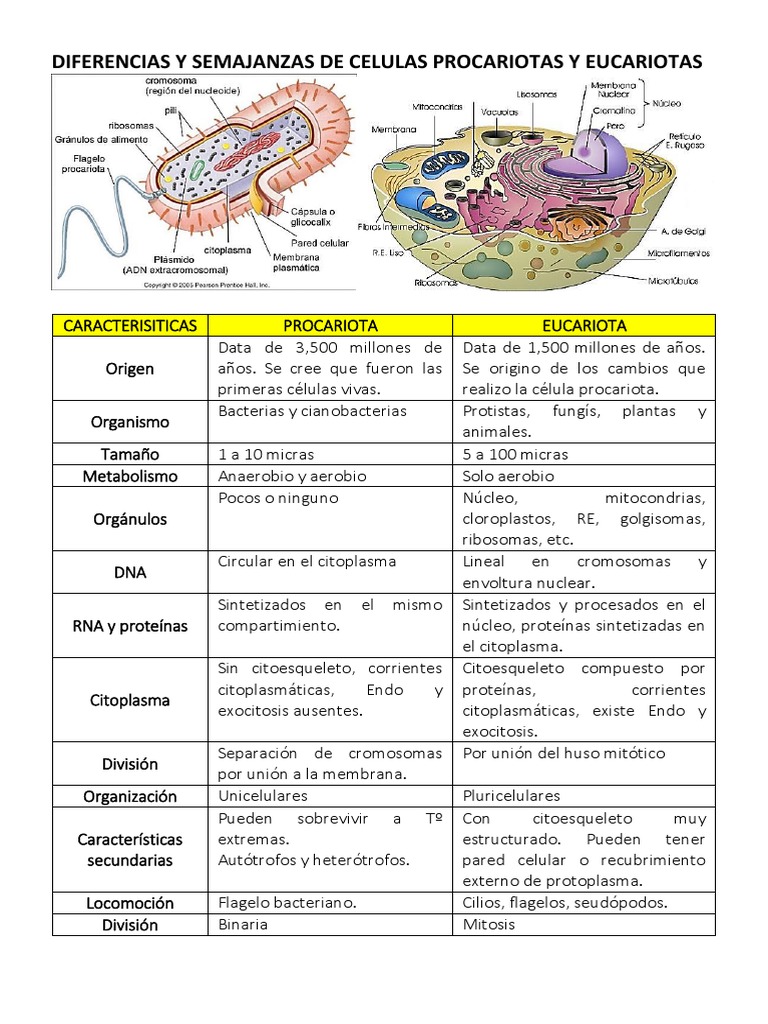 Cuadro Comparativo Entre Clula Eucariota Y Procariota Cuadro