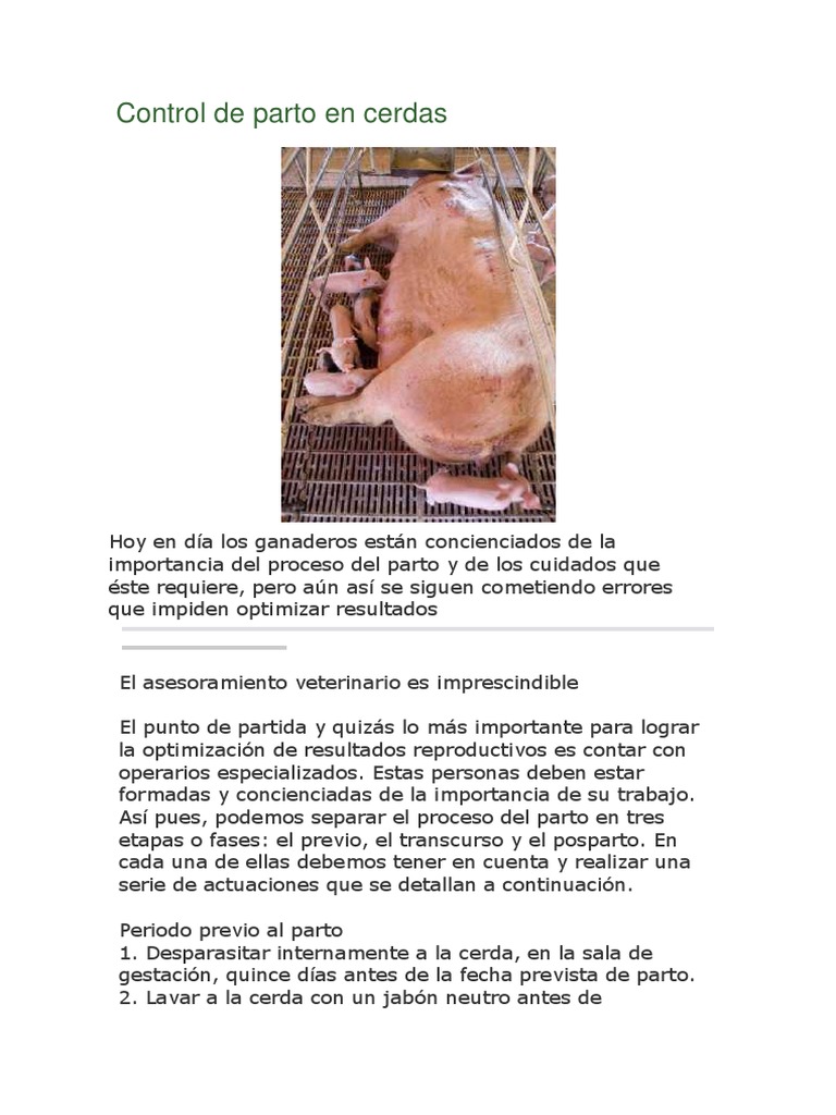 Control de Parto en Cerdas | PDF | Parto | Especialidades Medicas