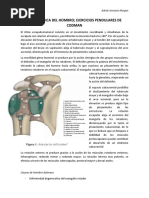 GUIA N 2 - Ejercicios de Codman | PDF | Hombro | Sistema musculoesquelético