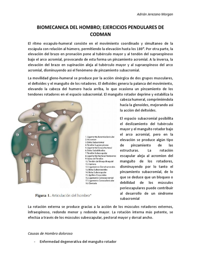 BIOMECANICA DEL HOMBRO; EJERCICIOS PENDULARES DE CODMAN | Hombro ...