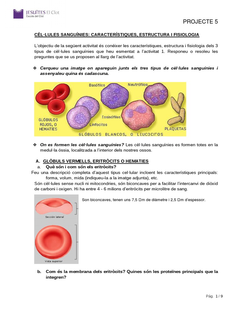Activitat 2 - Les Cèl Lules Sanguínies | PDF