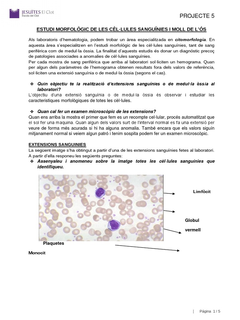 Activitat 6_Estudis morfològics de les cèl·lules.docx