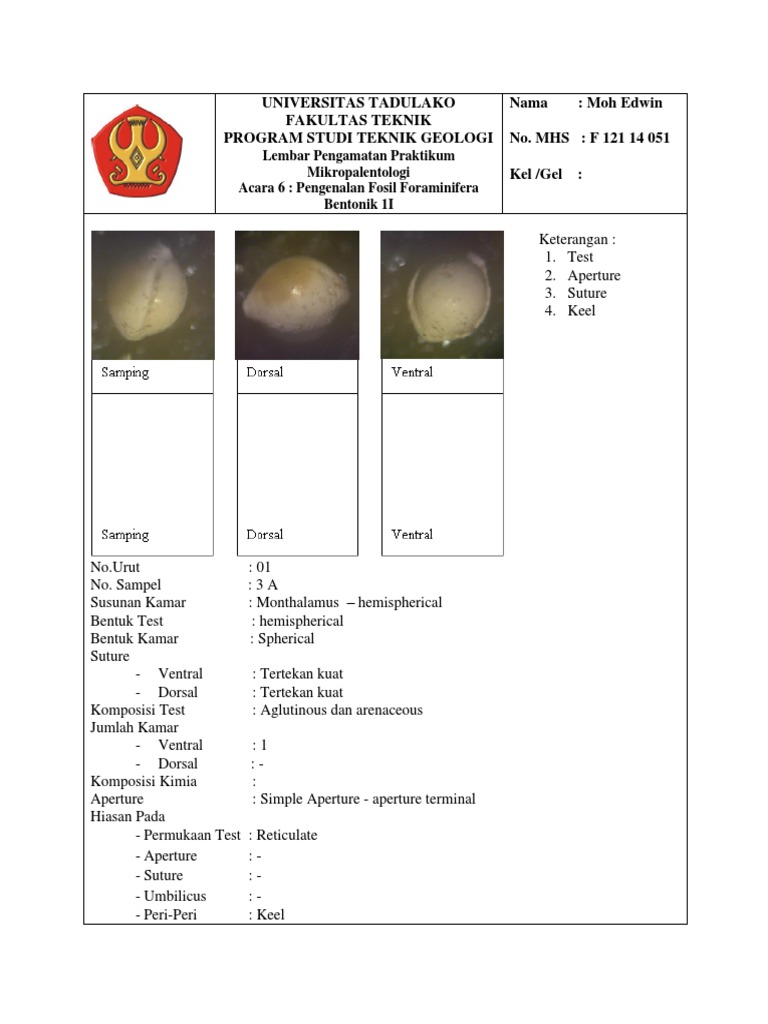 Acara 6 Pengenalan Fosil Foraminifera Bentonik 1 | PDF