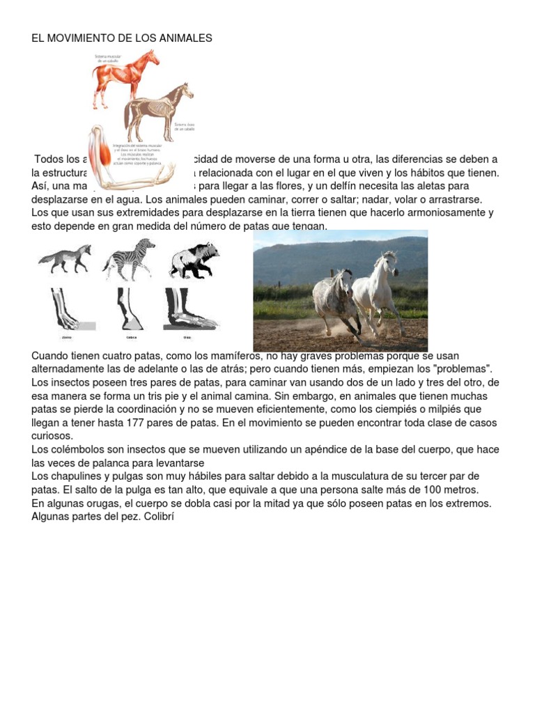 El Movimiento de Los Animales | PDF | Sistema digestivo humano | Digestión