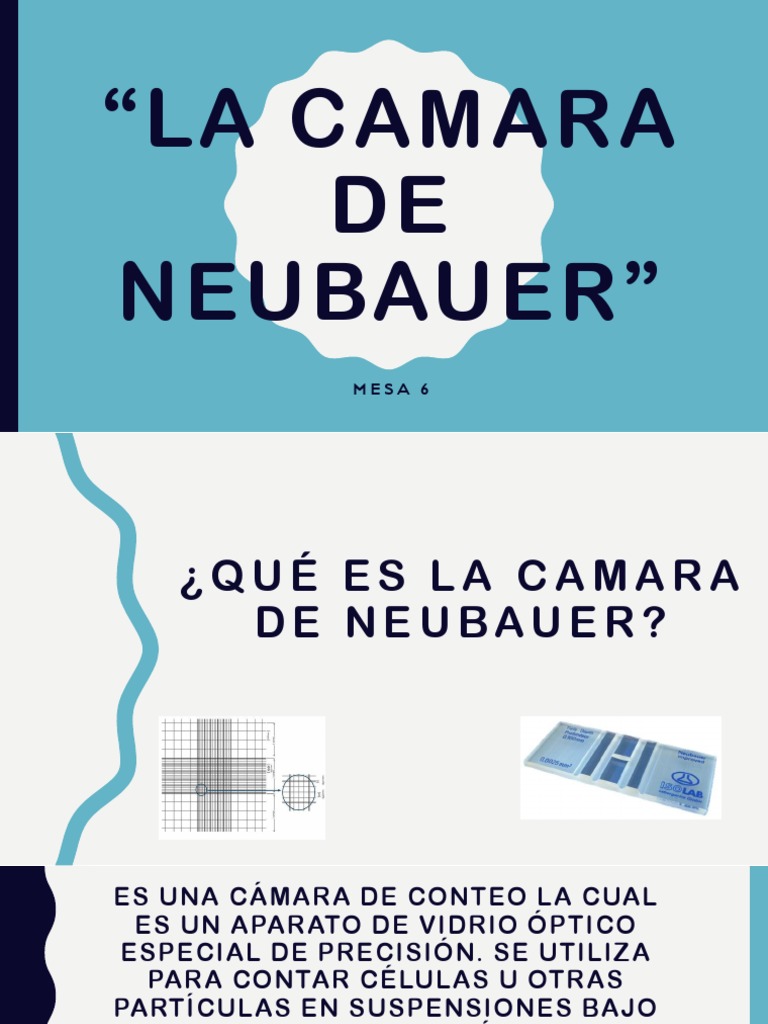 Cámara de Neubauer: Conteo de Células | PDF | Sangre | Naturaleza