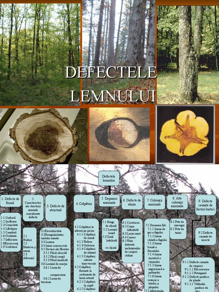 Defecte Lemn PDF | PDF