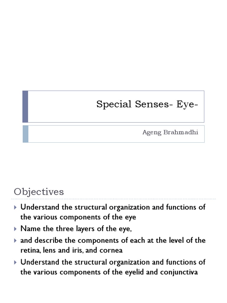 Special Senses Eye | PDF | Cornea | Human Eye