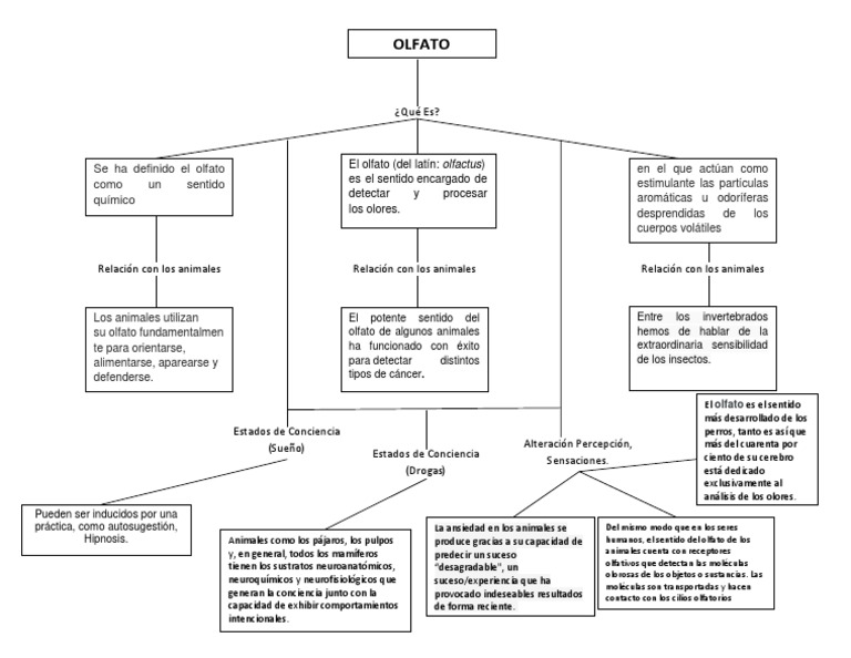 Mapa Conceptual Olfato | Olfato | Neurociencia