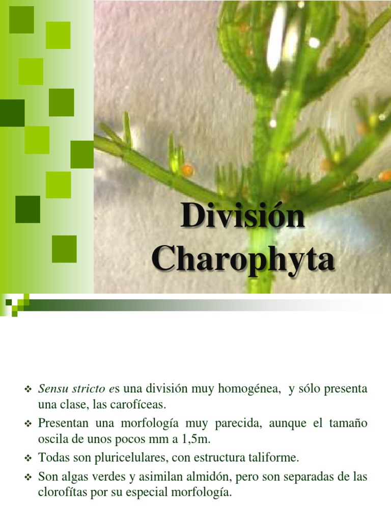 5 Charophyta 2016 PDF | PDF | Algas | Biología Celular)