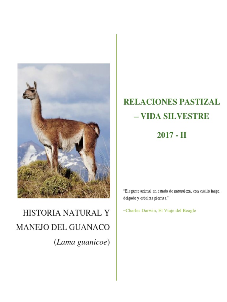 Historia y conservación del guanaco | PDF | Puma | Perú