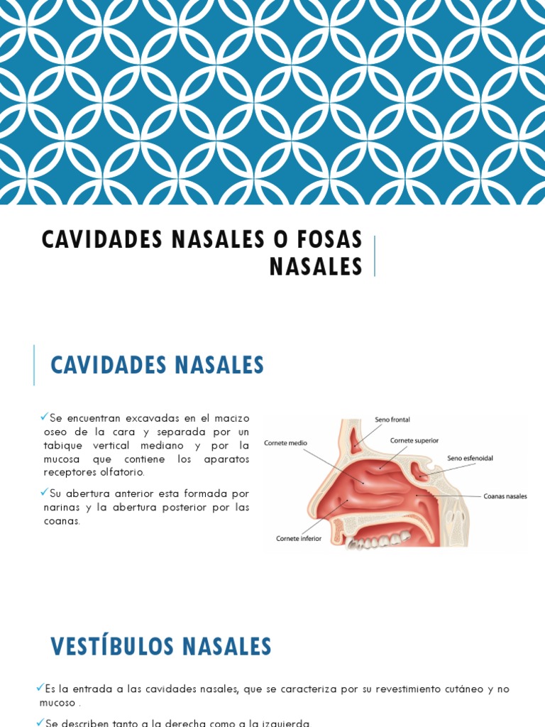 Cavidades Nasales o Fosas Nasales | PDF