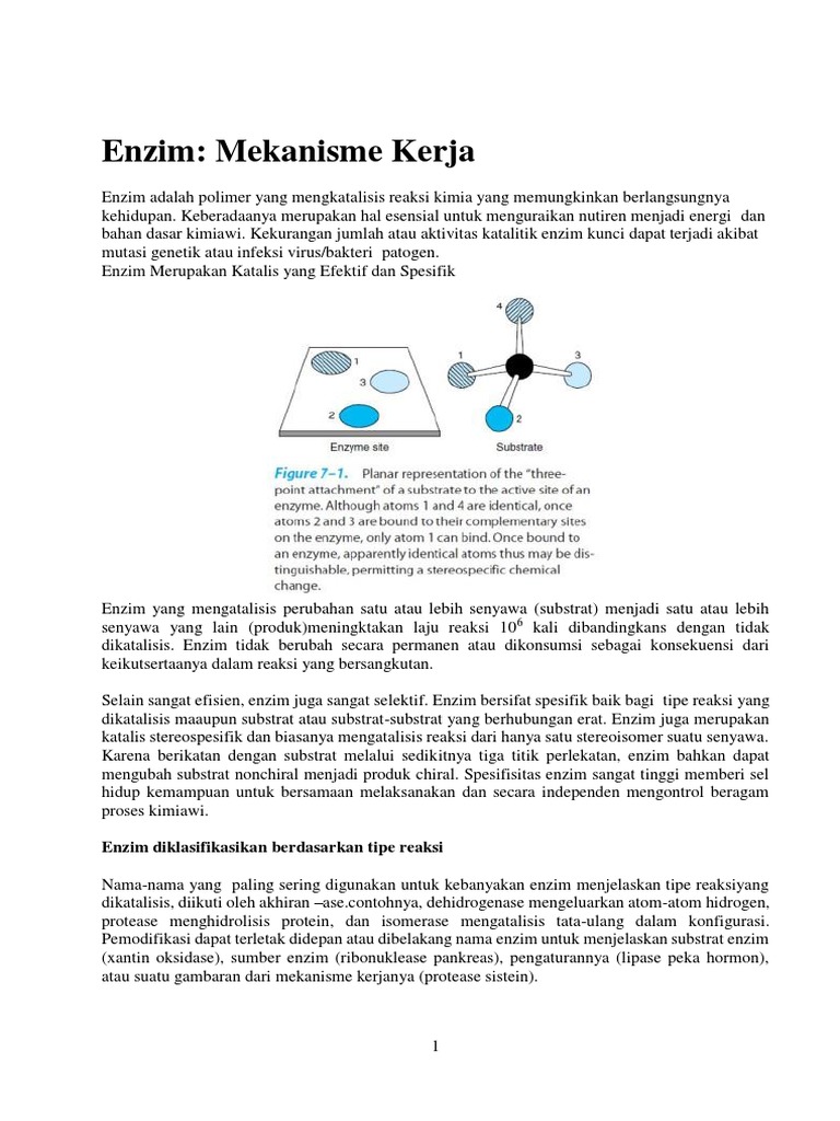 Enzim Mekanisme Kerja | PDF