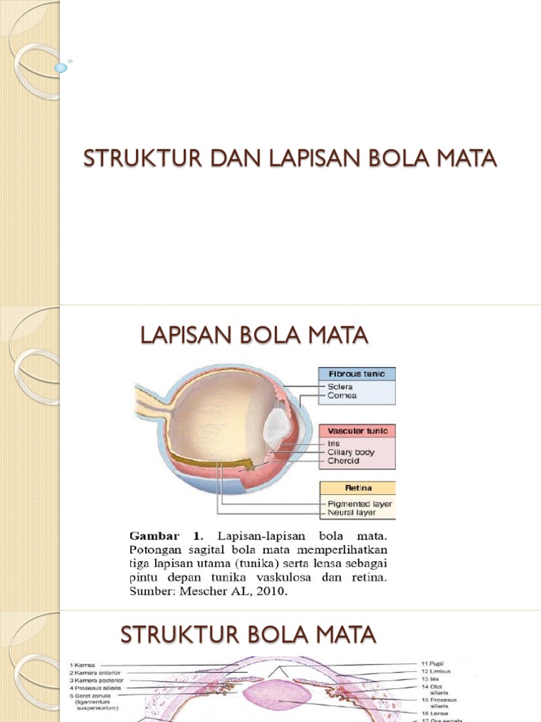 Struktur Bola Mata | PDF | Kesehatan Holistik