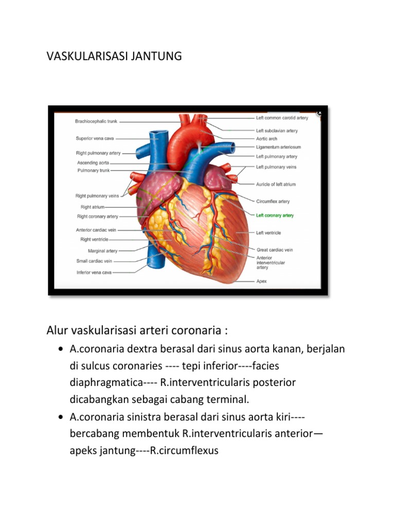 Vaskularisasi Jantung | PDF