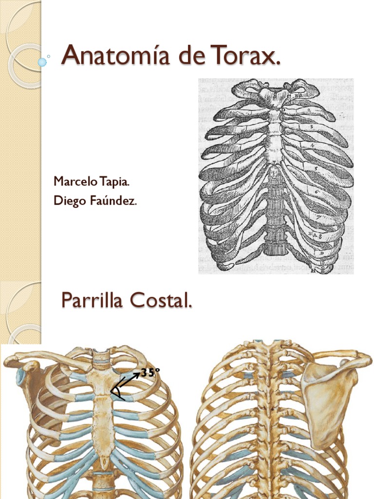 Anatomía de Torax | Tórax | Anatomía humana | Prueba gratuita de 30 ...