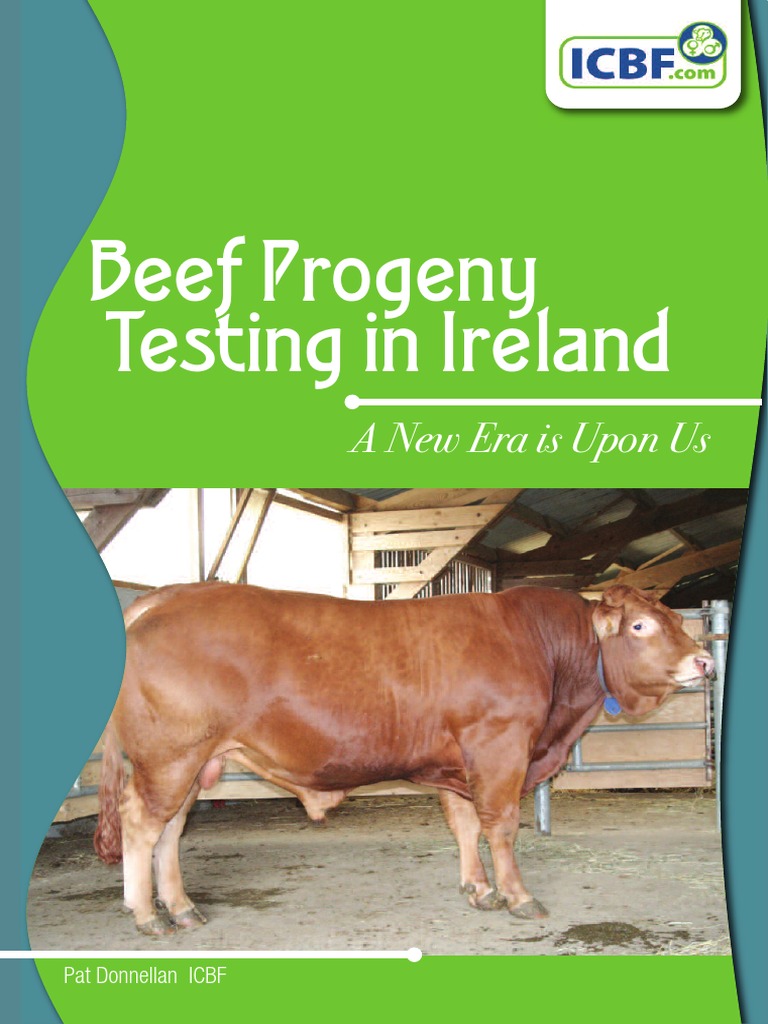 Beef Progeny Test Overview | PDF | Bull | Dairy Cattle