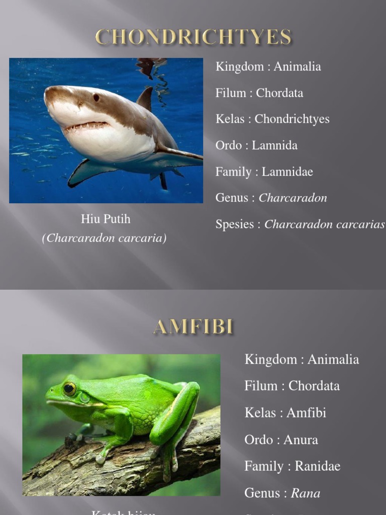 Kingdom: Animalia Filum: Chordata Kelas: Chondrichtyes Ordo: Lamnida ...