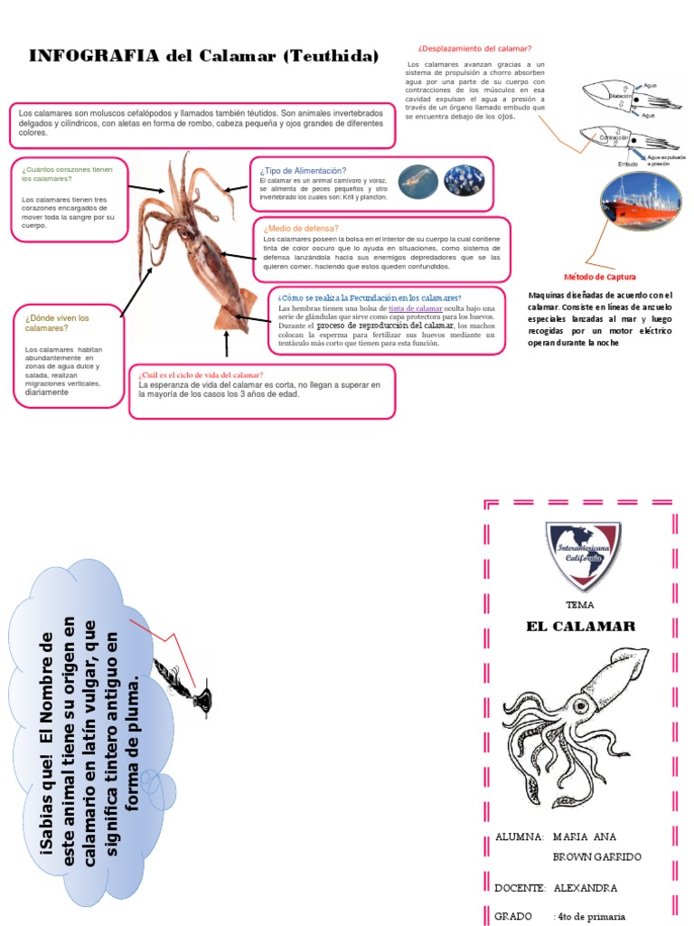 Ciclo de Vida y Características del Calamar | PDF | Naturaleza
