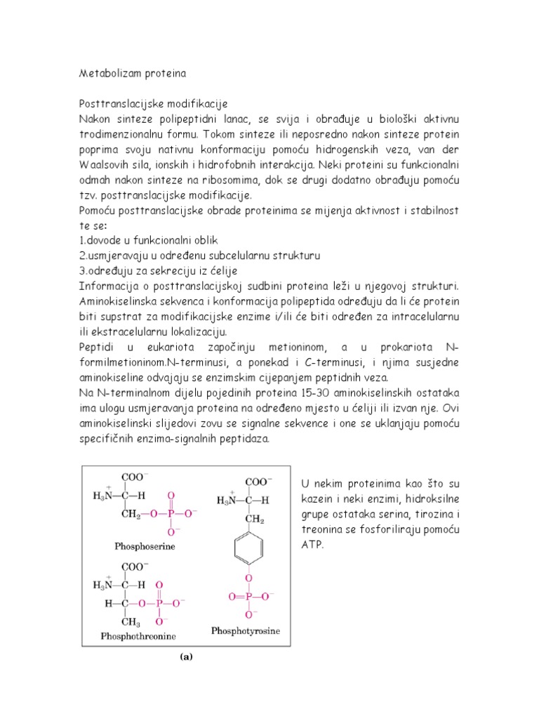 Metabolizam Proteina | PDF