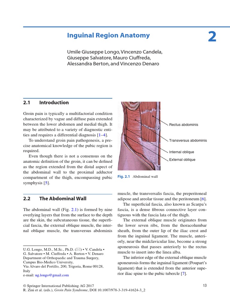 Groin | PDF | Abdomen | Musculoskeletal System