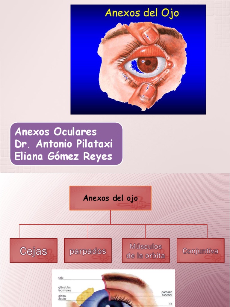 Anexos Del Ojo | Ojo | Órganos sensoriales