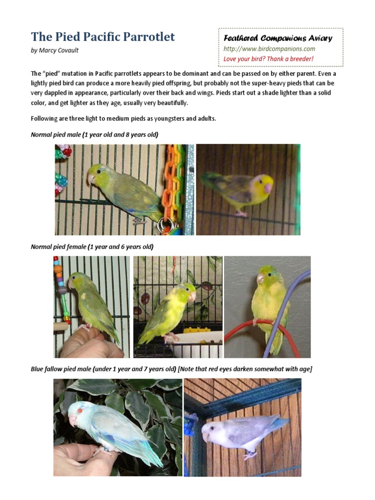 The Pied Pacific Parrotlet | PDF