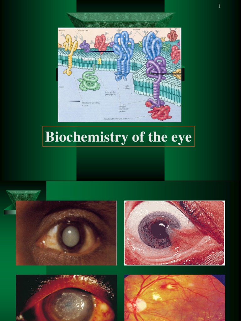 Eye Biochemistry and Cataract Formation | PDF | Cell Biology ...