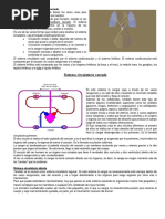 Las Uniones GAP | PDF | Músculo | Contracción muscular