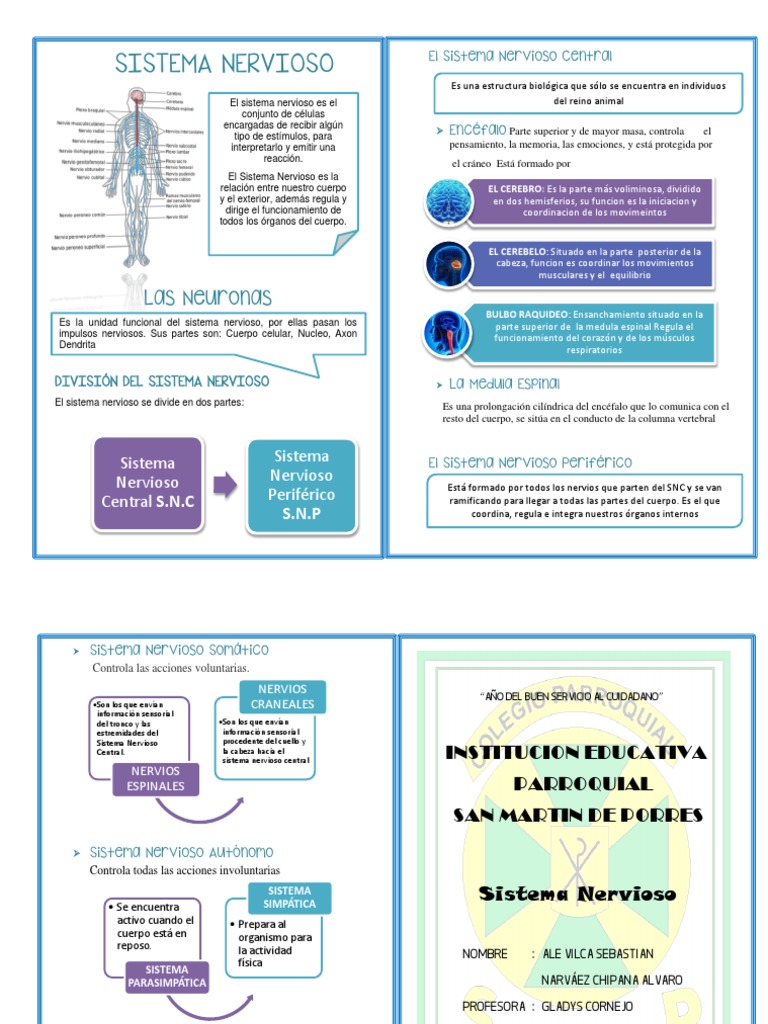 SIST - NERV.DIPTICO PDT PDF | PDF | Sistema nervioso central | Médula espinal