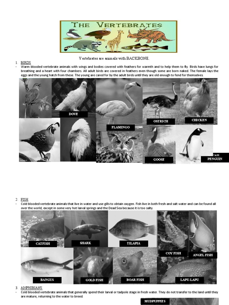 Vertebrates Are Animals With BACKBONE | PDF | Vertebrates | Egg