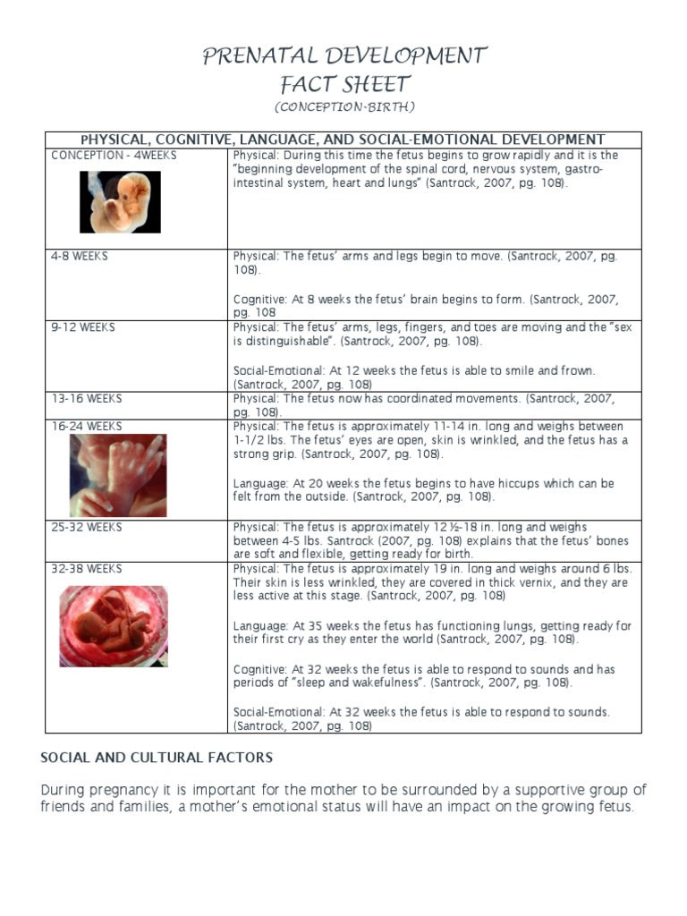Prenatal | PDF | Fetus | Prenatal Development