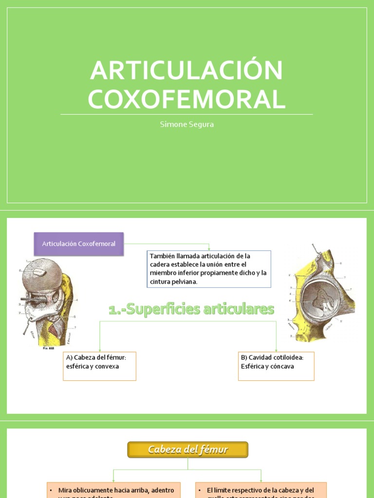 Articulación Coxofemoral.pptx | PDF | Cadera | Sistema musculoesquelético