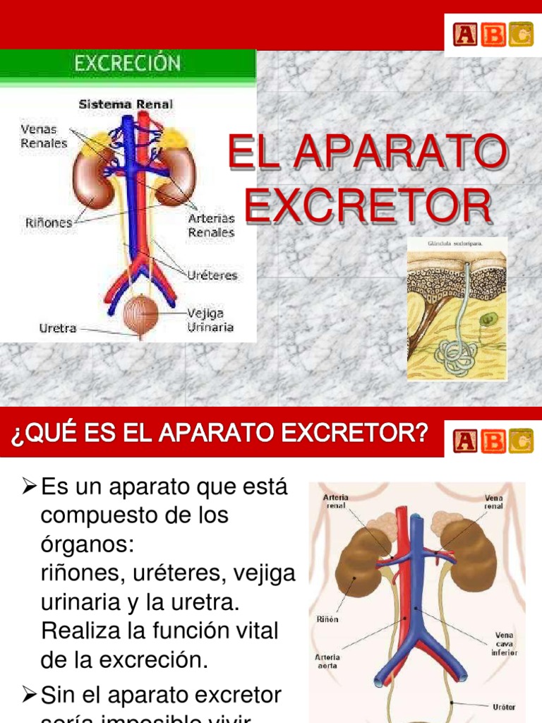 Sistema Excretor | PDF | Sistema urinario | Riñón