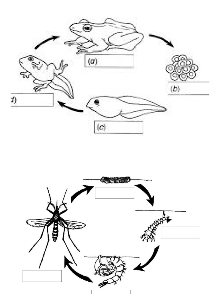 Kitaran Hidup 3 Haiwan | PDF
