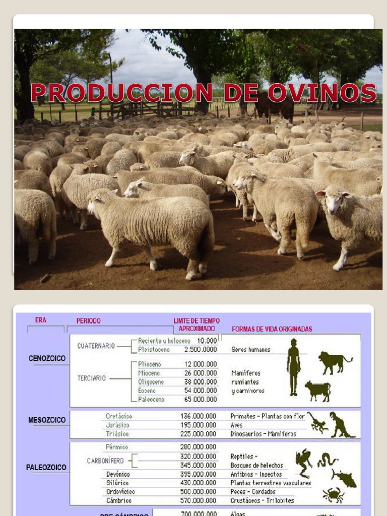 Origen y evolución de los ovinos | PDF | Oveja | Domesticación