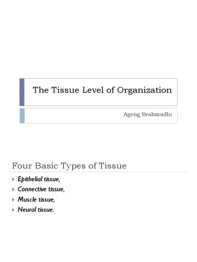 The Tissue Level of Organization | PDF | Epithelium | Connective Tissue