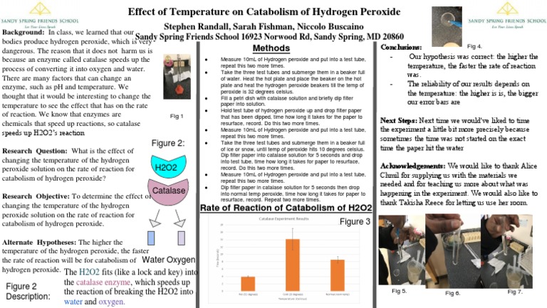 Catalase Lab Project Poster | Download Free PDF | Hydrogen Peroxide ...
