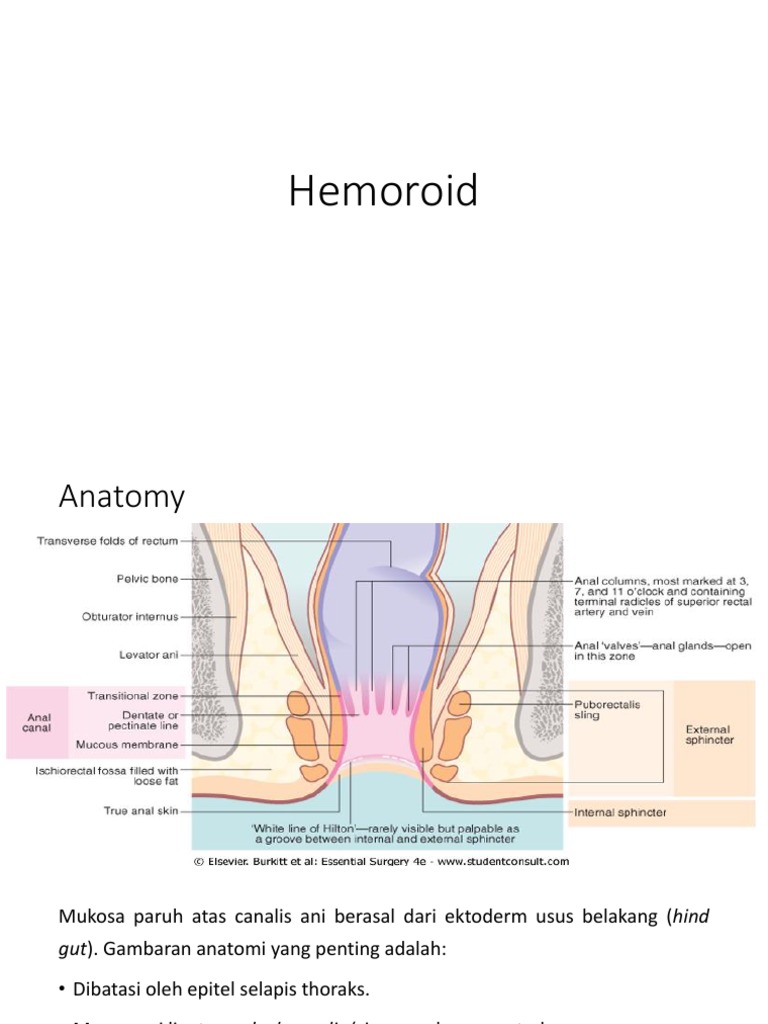 Panduan Lengkap Hemoroid dan Penanganannya | PDF | Ambeien | Sistem ...