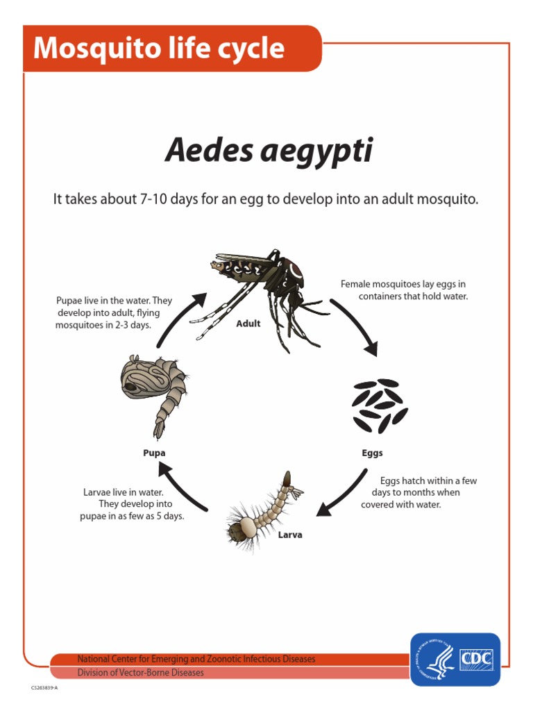 Aedes Aegypti: Mosquito Life Cycle | PDF | Mosquito | Fly