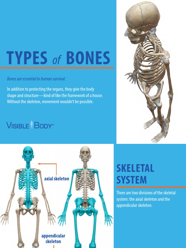 Types and Divisions of Human Bones | PDF | Vertebral Column | Skeleton