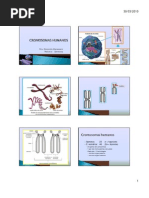 Cápsula de Glisson | PDF | Tejido adiposo | Riñón