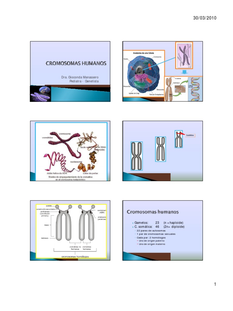 Cromosomas Humanos | Descargar gratis PDF | Cariotipo | Cromosoma